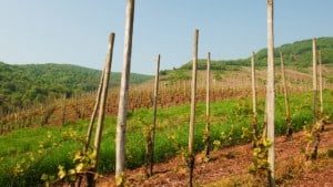 10 Essential Steps For How To Grow Grapes In Your Garden